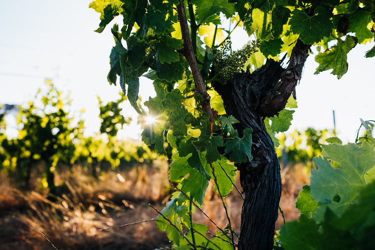 Singlefile – Ray Jordan Wine